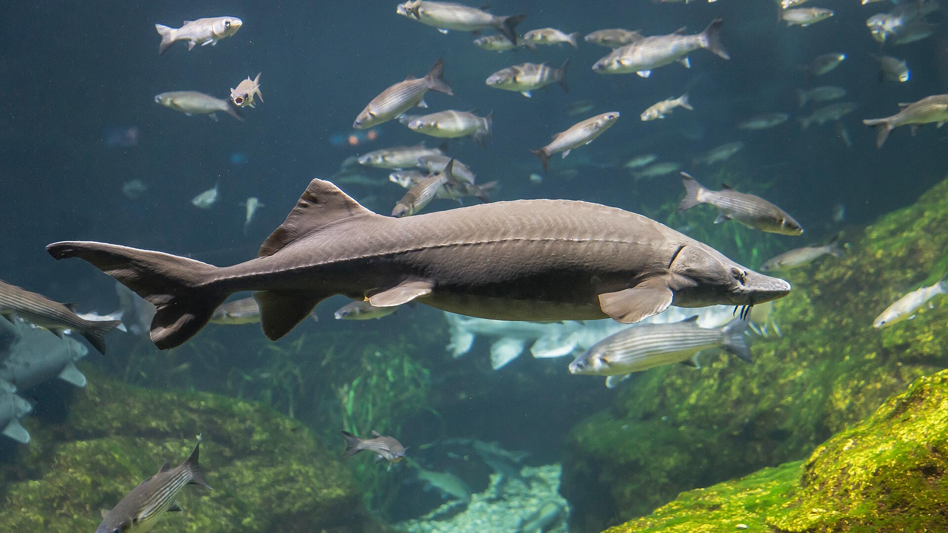 Najveća riba u Dunavu - Koje vrste drže rekorde?