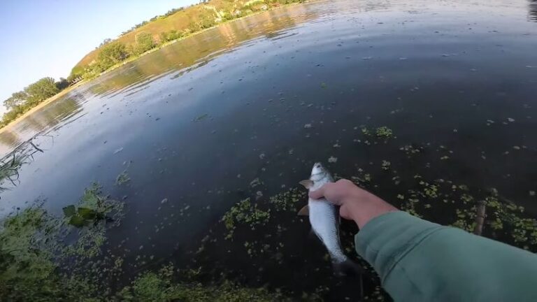 Rečne ribe u Dunavu - Pregled vrsta koje možete uloviti