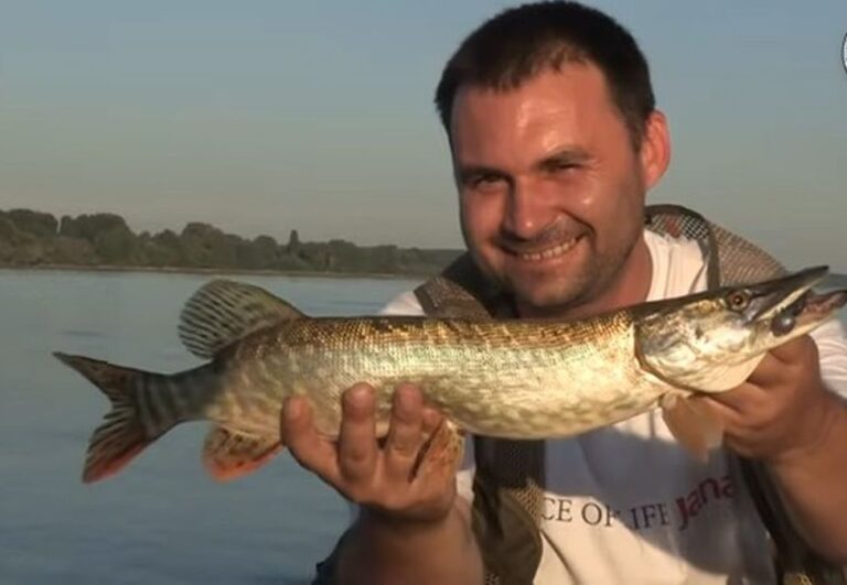 Rečne ribe u Dunavu - Pregled vrsta koje možete uloviti