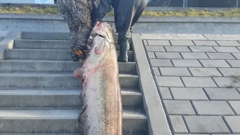 Najveća riba u Dunavu - Koje vrste drže rekorde?